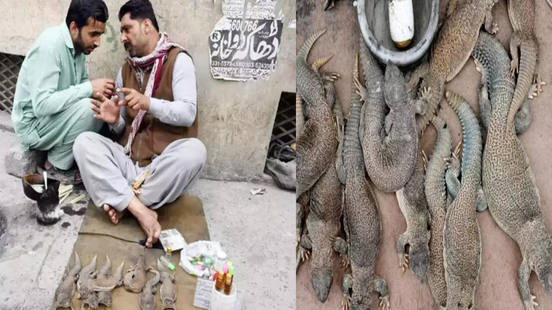 यौन ताकत बढ़ाने के लिए पाकिस्तान में बिक रहा 'छिपकली की चर्बी' का तेल
