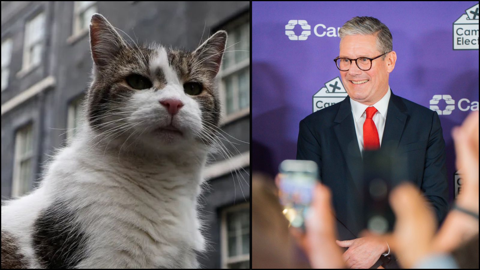 ब्रिटेन की बिल्ली 'लैरी द कैट' ने बताया, क्यों चुनाव हारी कंजर्वेटिव ...