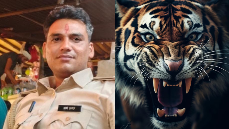 रेंजर को बाघ ने मार डाला, 20 मिनट तक शव पर बैठा रहा: देवेंद्र चौधरी का हुआ था प्रमोशन | Tiger ...