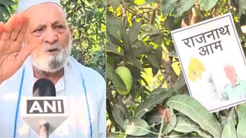 मैंगो मैन के आम की एक किस्म अब राजनाथ सिंह के नाम पर| Mango man ke aam ki ek kism ab Rajnath ...